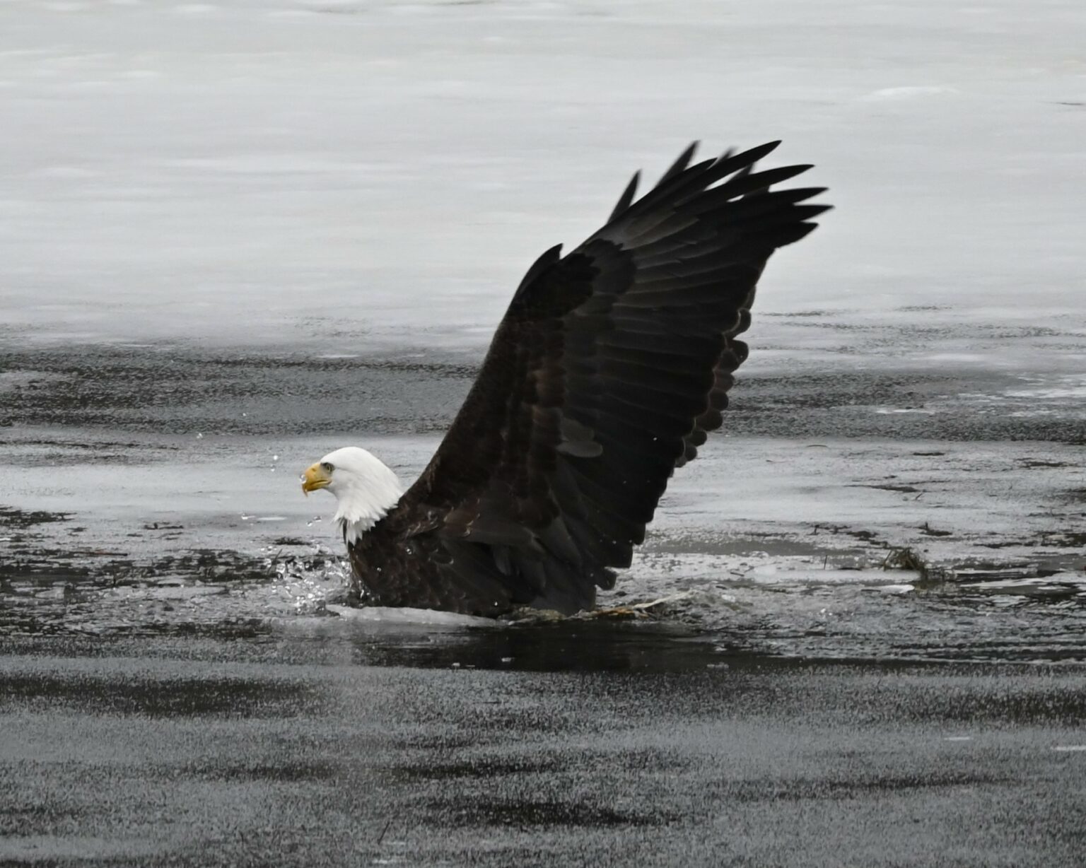 Soaring Over The Last Green Valley: A Walk to See Bald Eagles - The ...